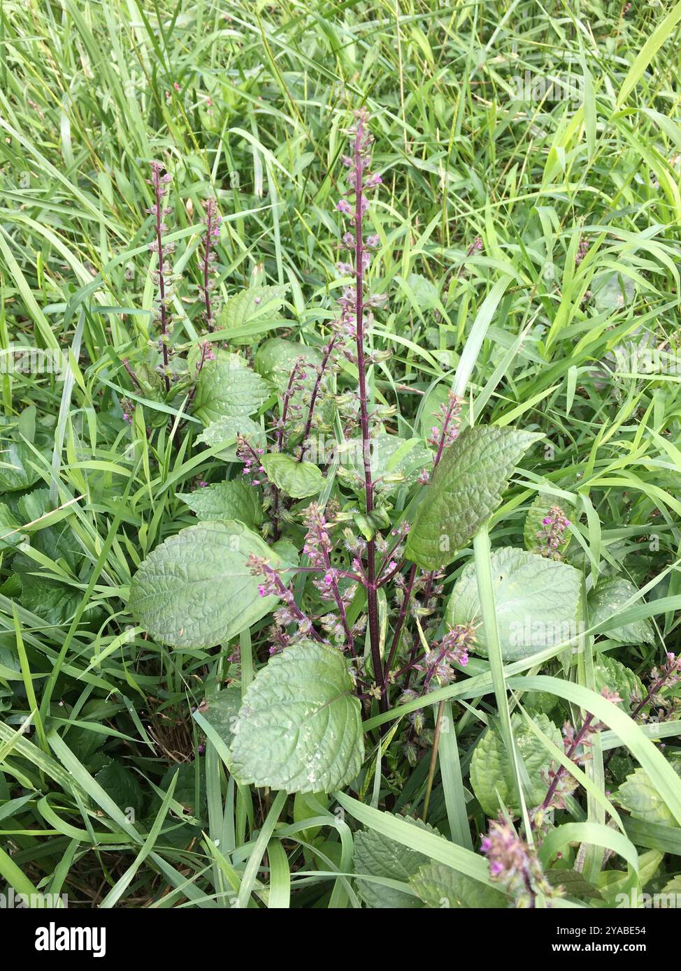 beefsteak plant (Perilla frutescens) Plantae Stock Photo - Alamy