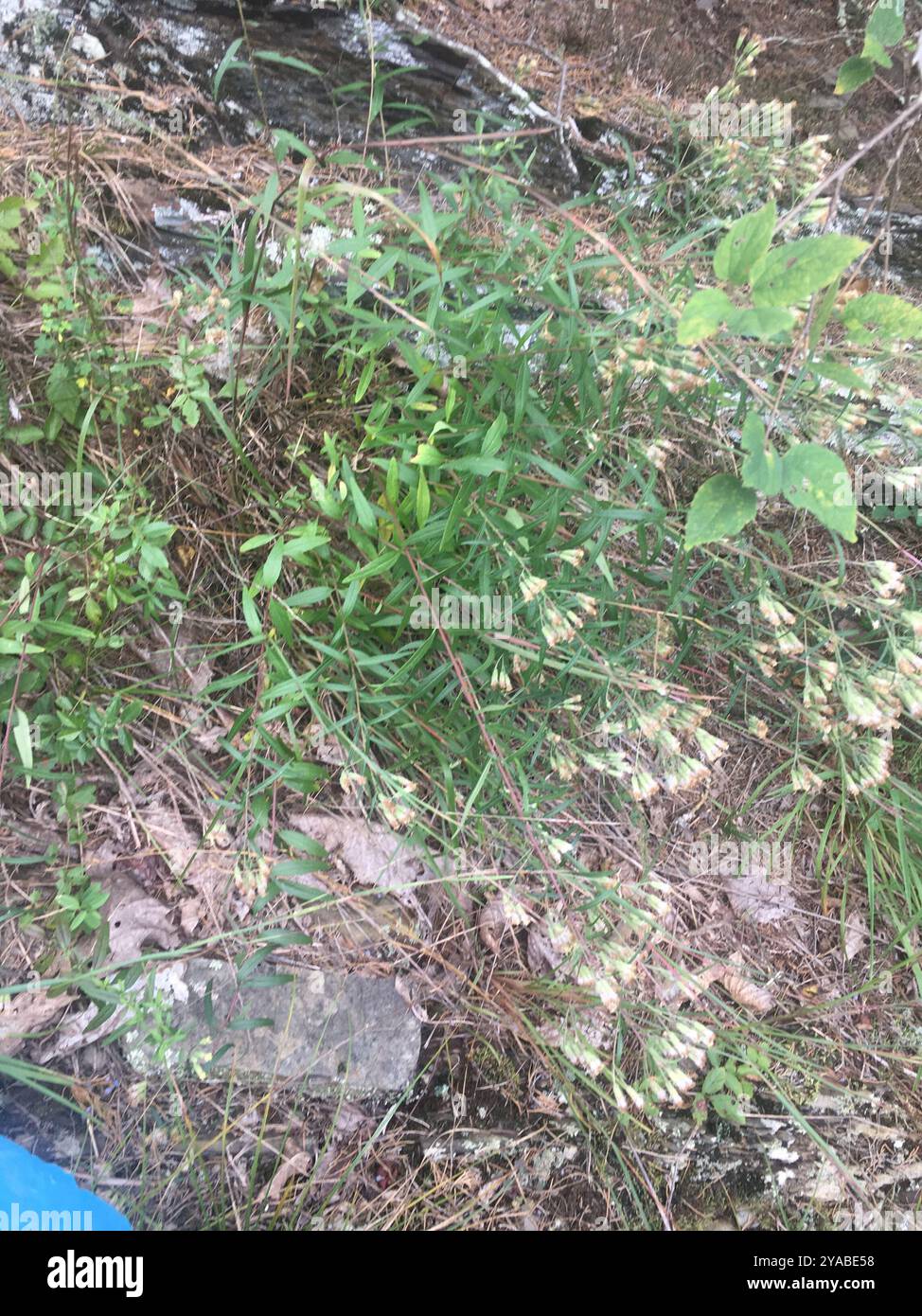 False Boneset (Brickellia eupatorioides) Plantae Stock Photo - Alamy