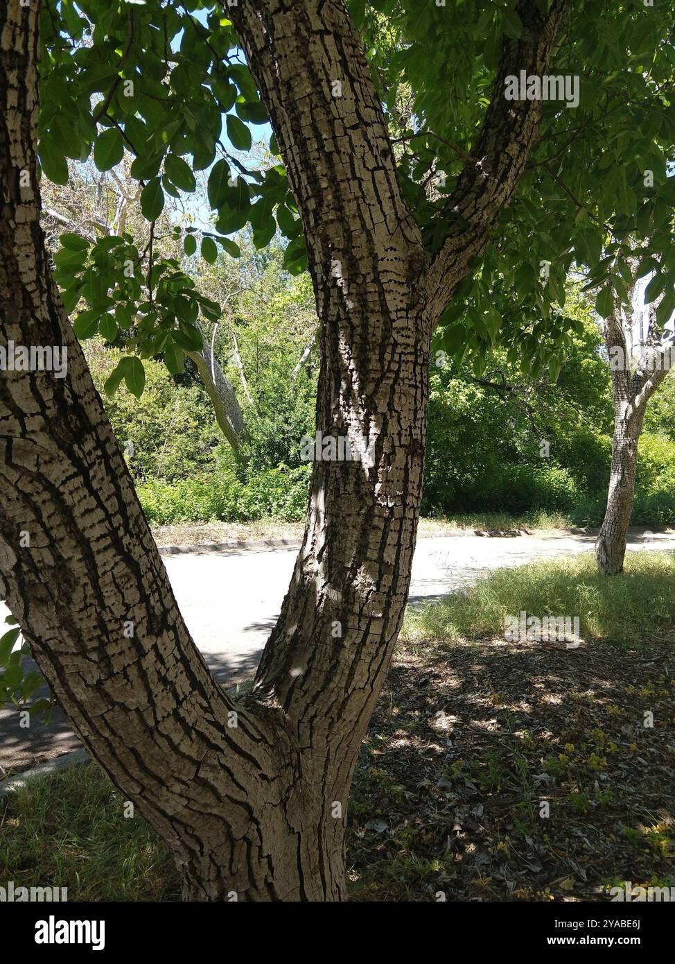 California buckeye (Aesculus californica) Plantae Stock Photo - Alamy
