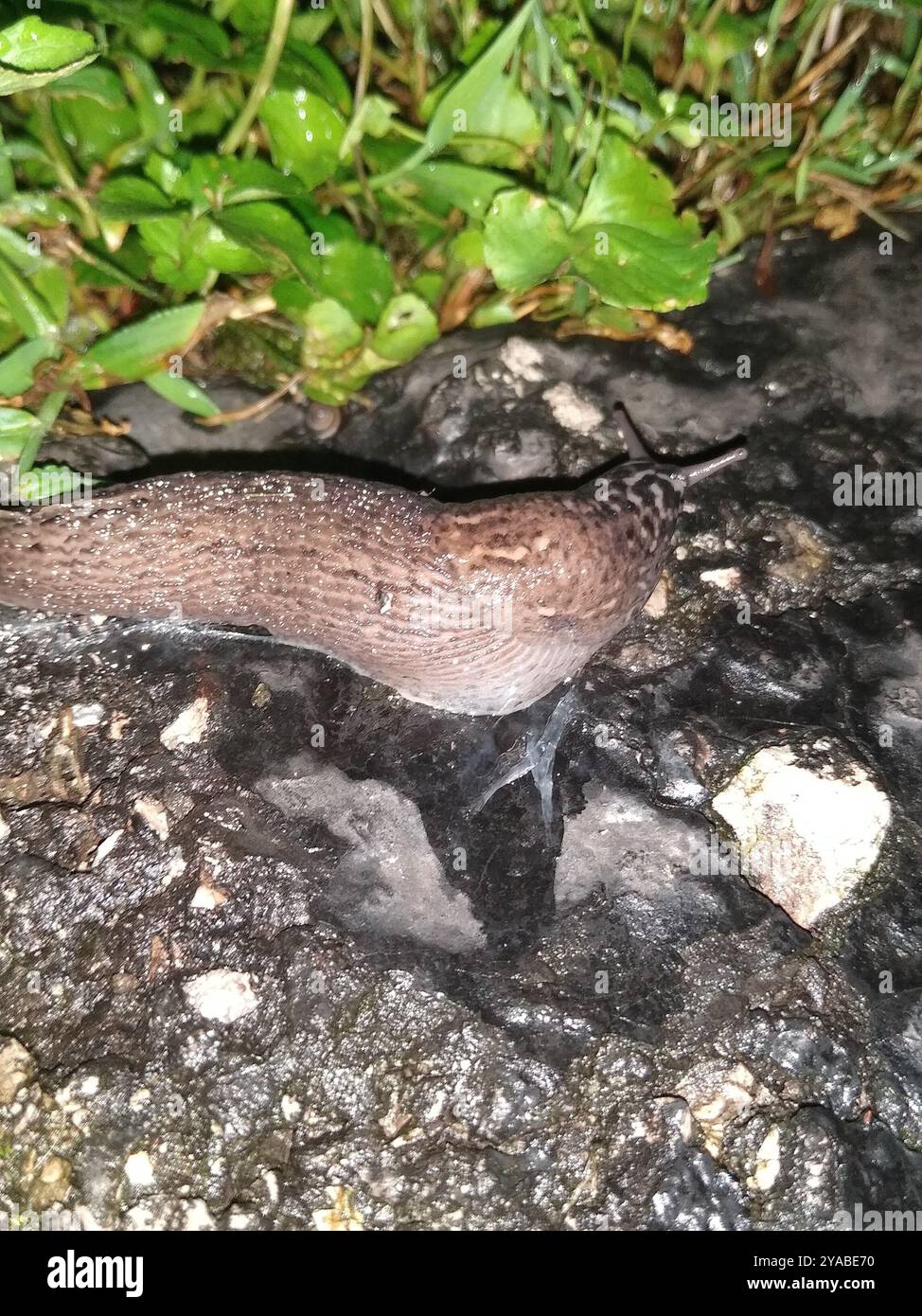Leopard Slug (Limax maximus) Mollusca Stock Photo - Alamy