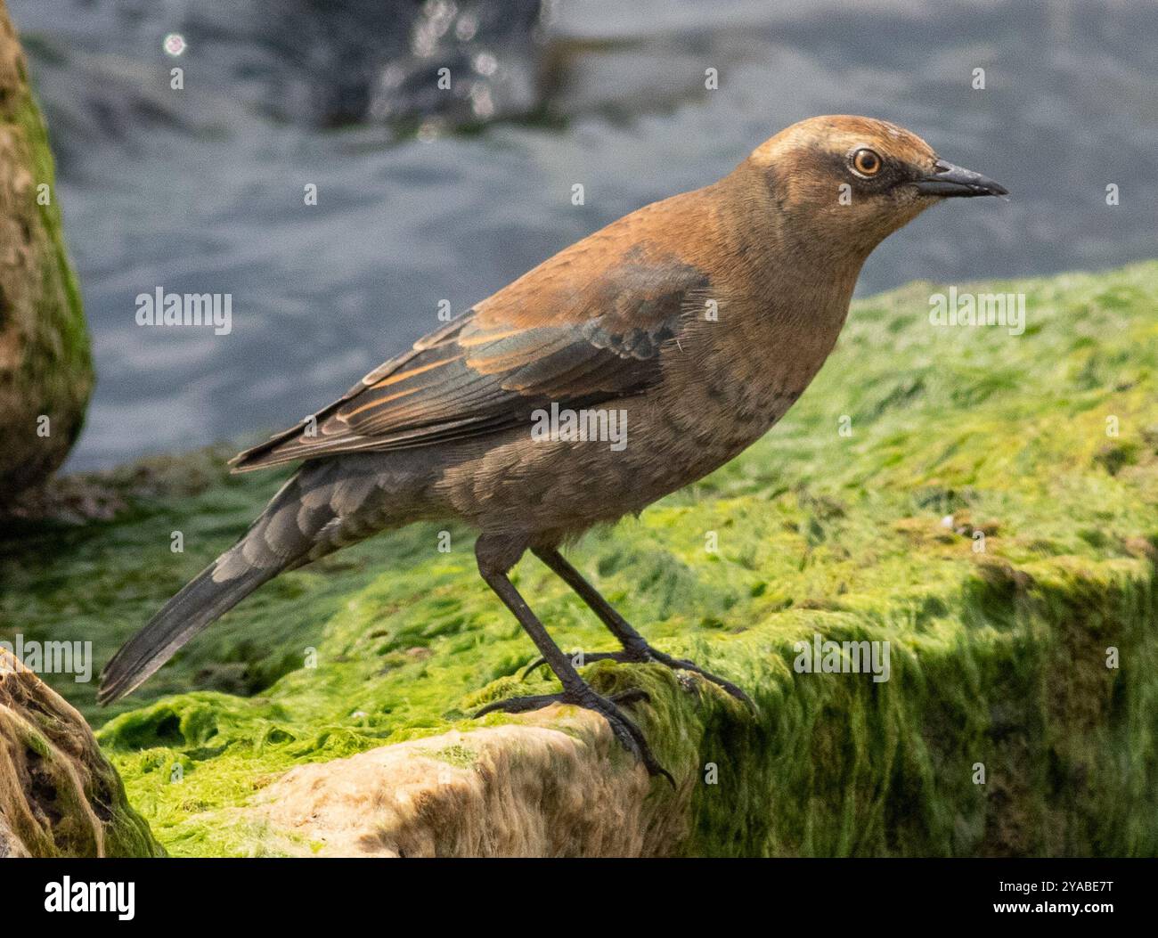Rusty Blackbird (Euphagus carolinus) Aves Stock Photo - Alamy