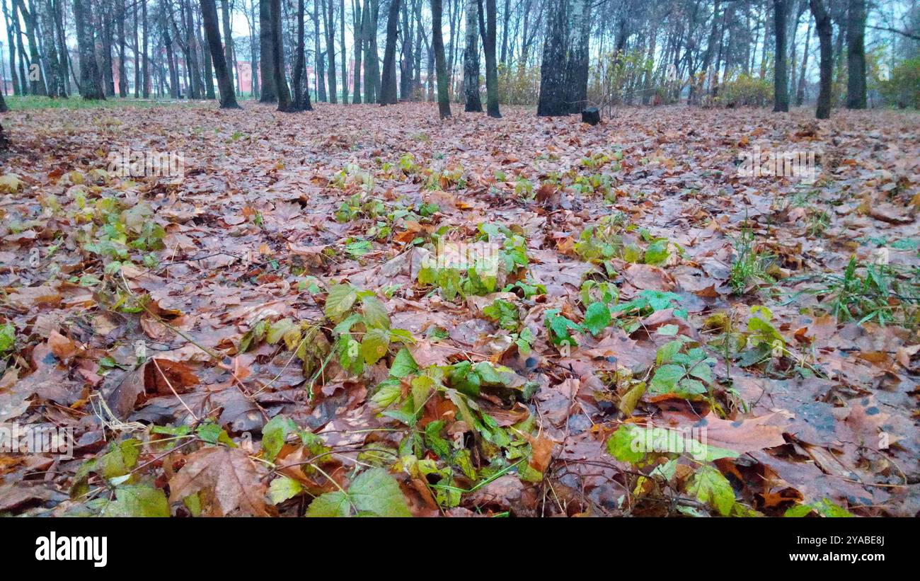 Stone Bramble (Rubus saxatilis) Plantae Stock Photo - Alamy