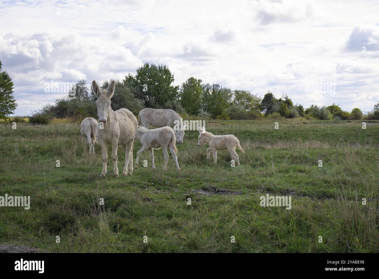 Group of white donkeys, baroque donkeys, in a meadow with trees and ...
