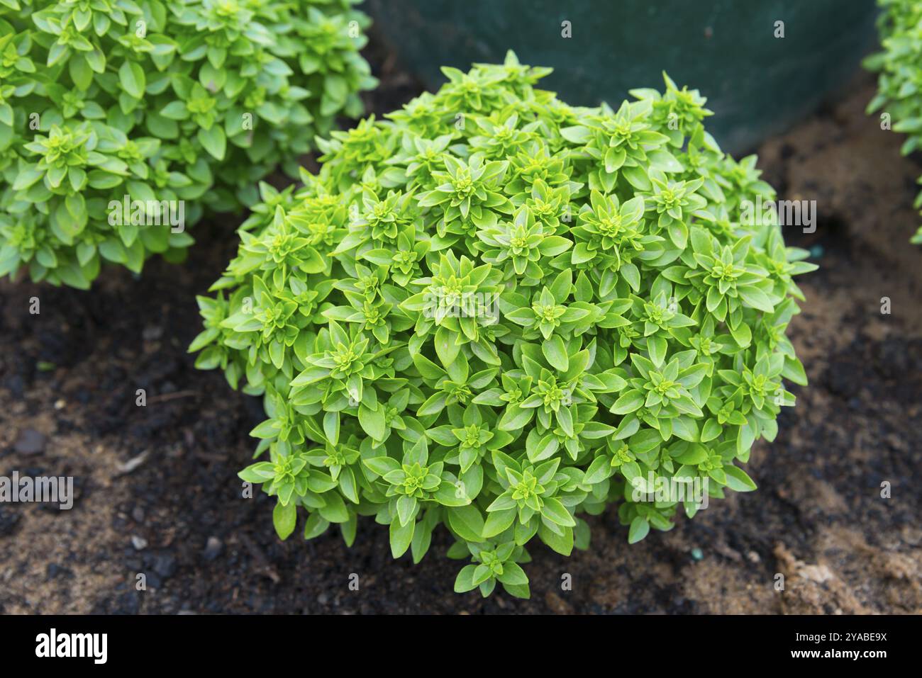 Green basil bush in a bed, basil (Ocimum basilicum), basilia, basil ...
