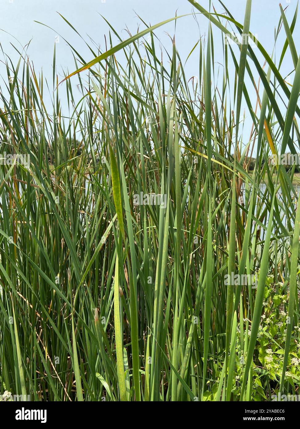 southern cattail (Typha domingensis) Plantae Stock Photo - Alamy