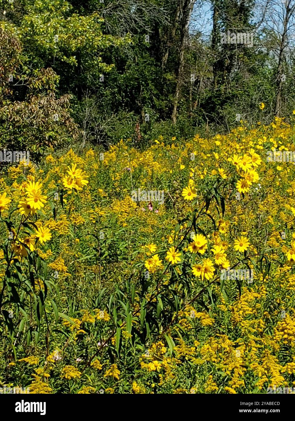 sawtooth sunflower (Helianthus grosseserratus) Plantae Stock Photo - Alamy