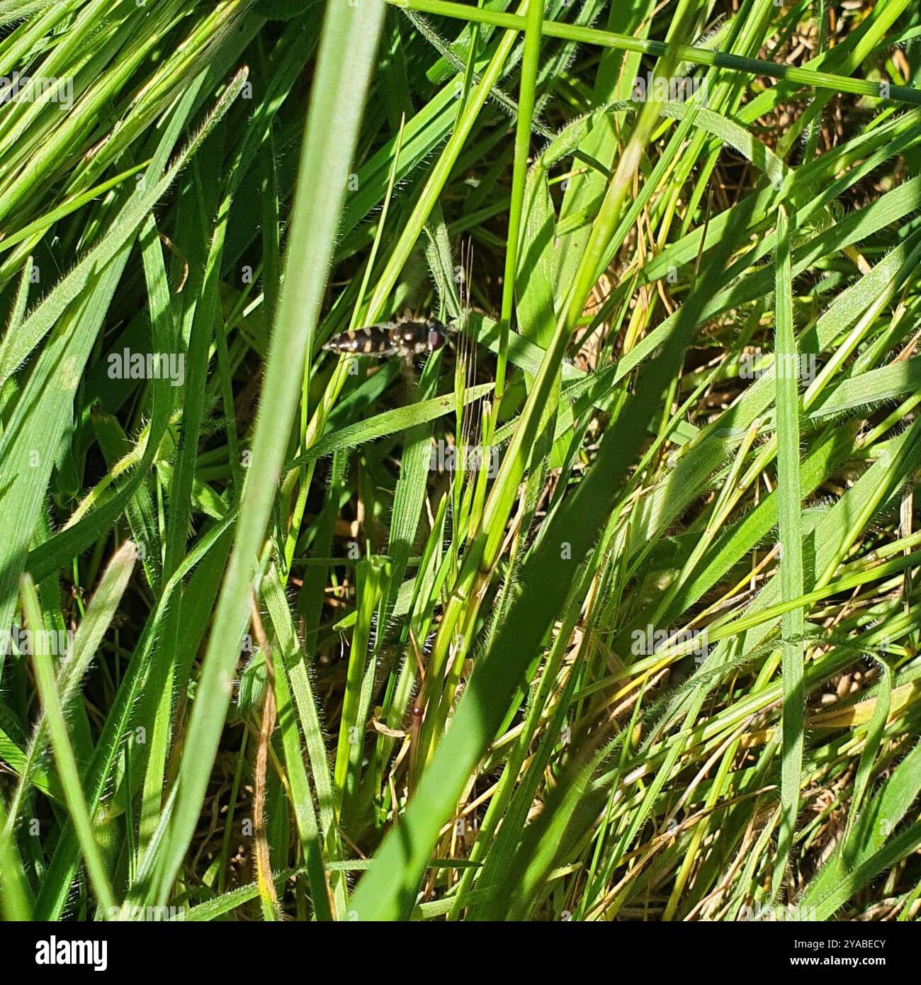 Typical Hover Flies (Syrphinae) Insecta Stock Photo - Alamy