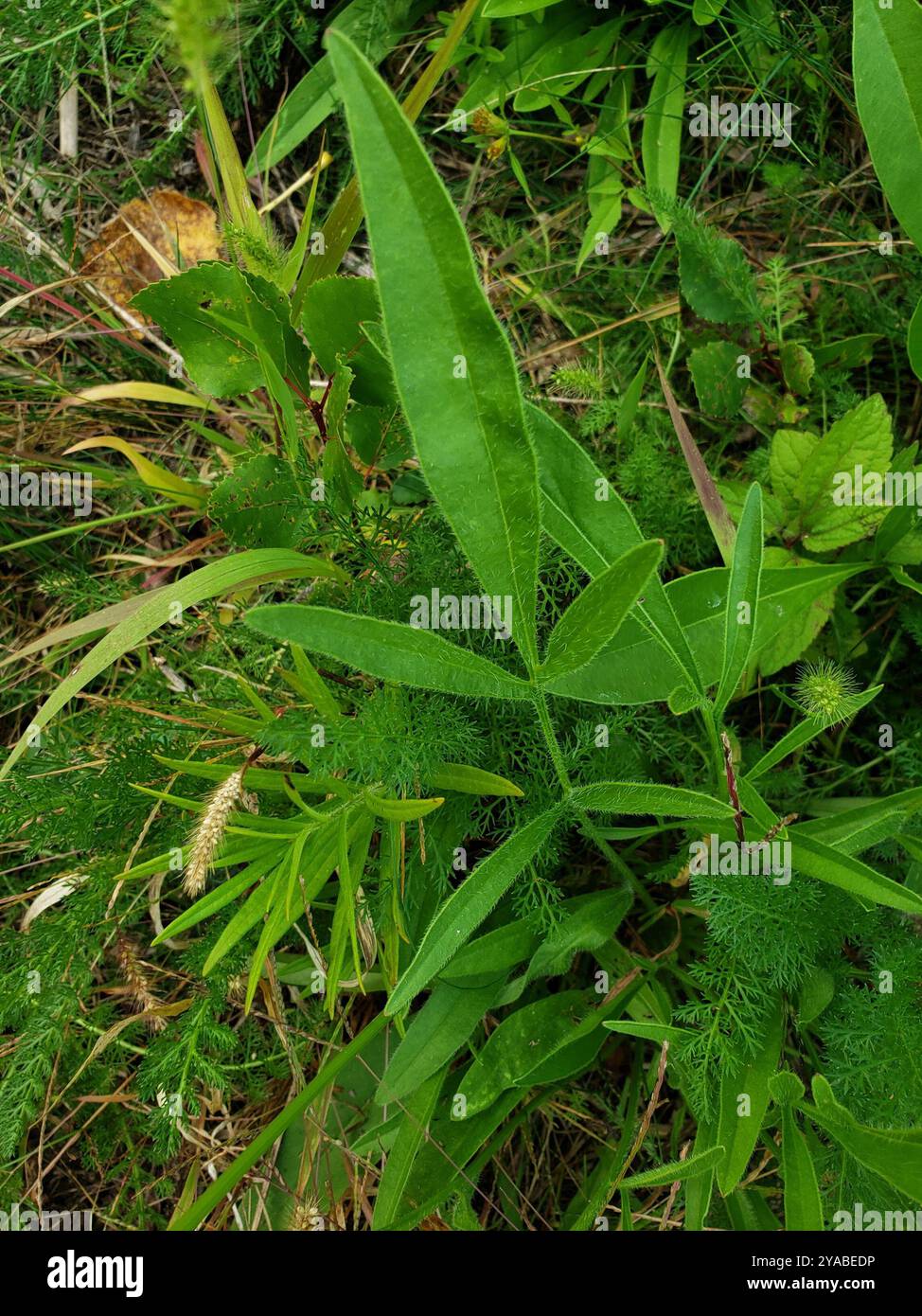 Lance-leaved Coreopsis (Coreopsis lanceolata) Plantae Stock Photo - Alamy