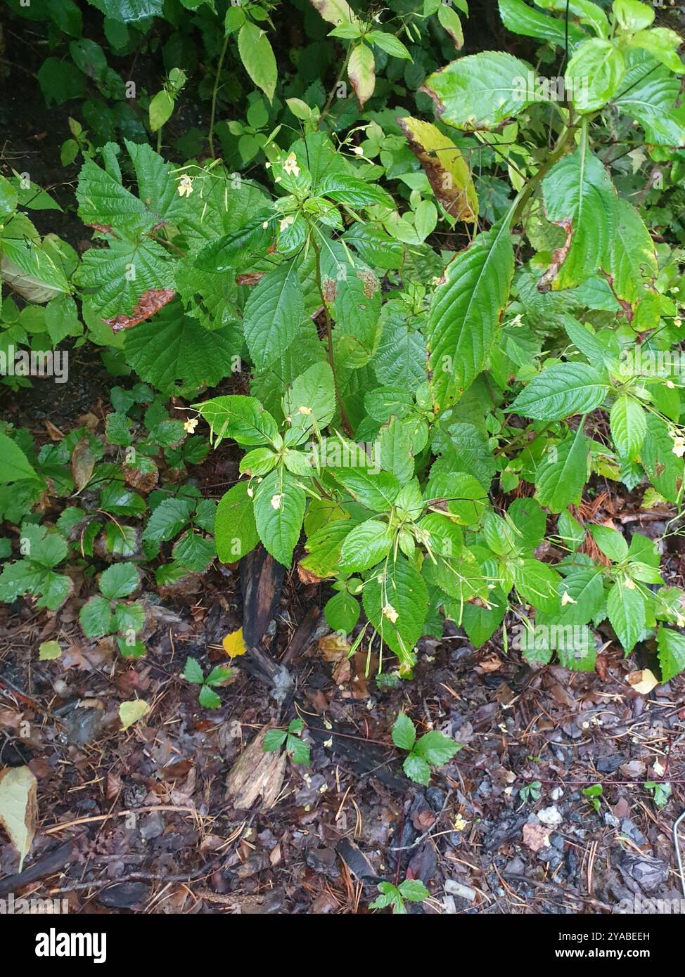 small balsam (Impatiens parviflora) Plantae Stock Photo - Alamy