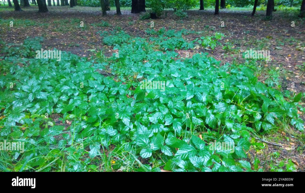 Stone Bramble (Rubus saxatilis) Plantae Stock Photo - Alamy