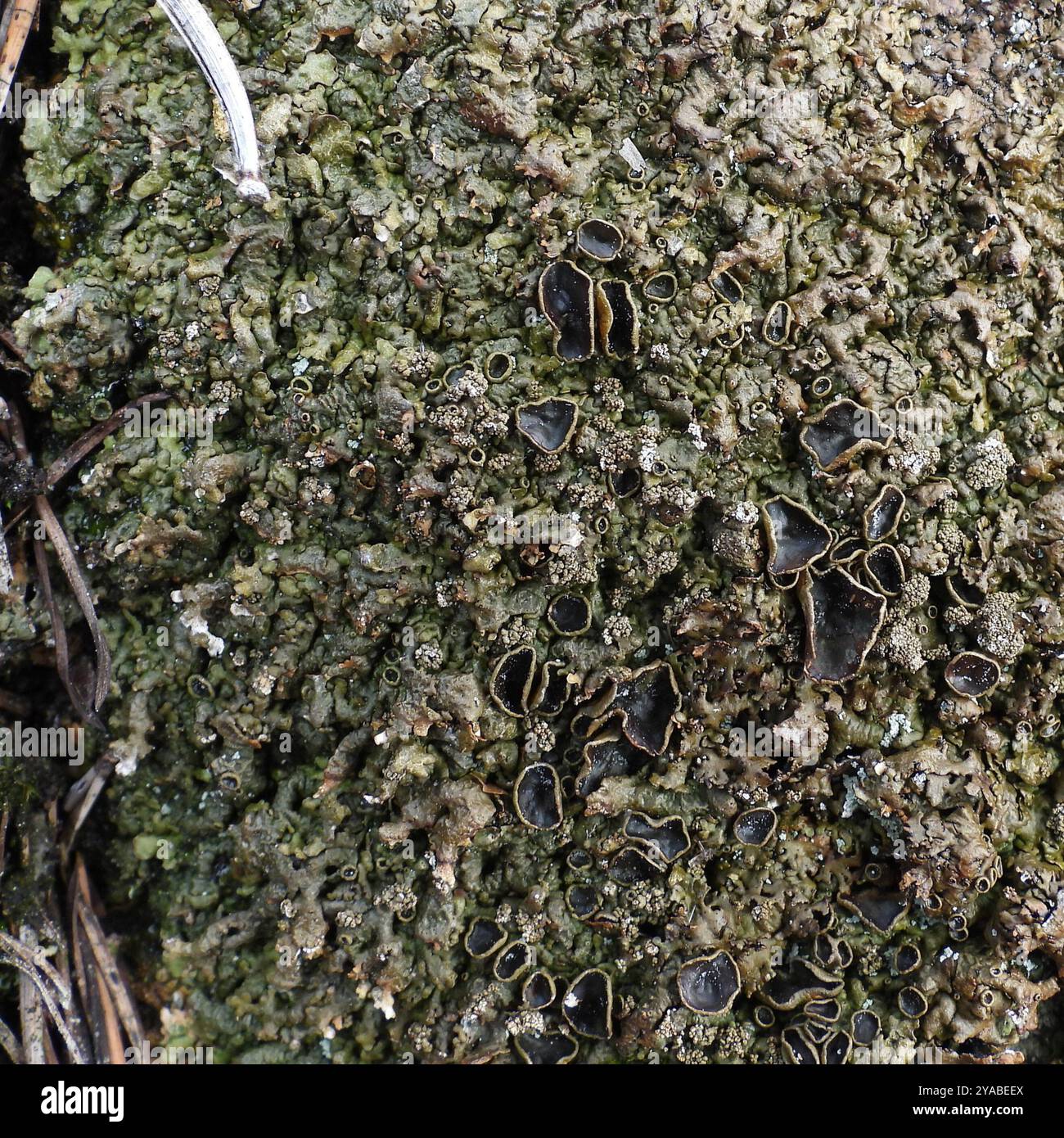 Blistered Camouflage Lichen (Xanthoparmelia loxodes) Fungi Stock Photo ...