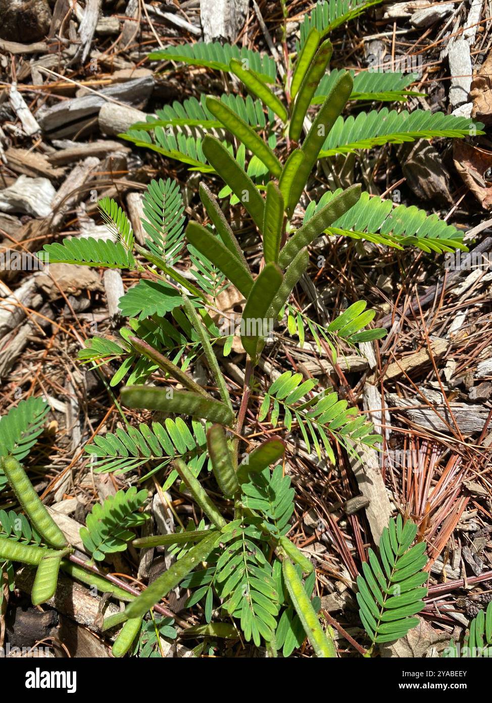 sensitive pea (Chamaecrista nictitans) Plantae Stock Photo - Alamy