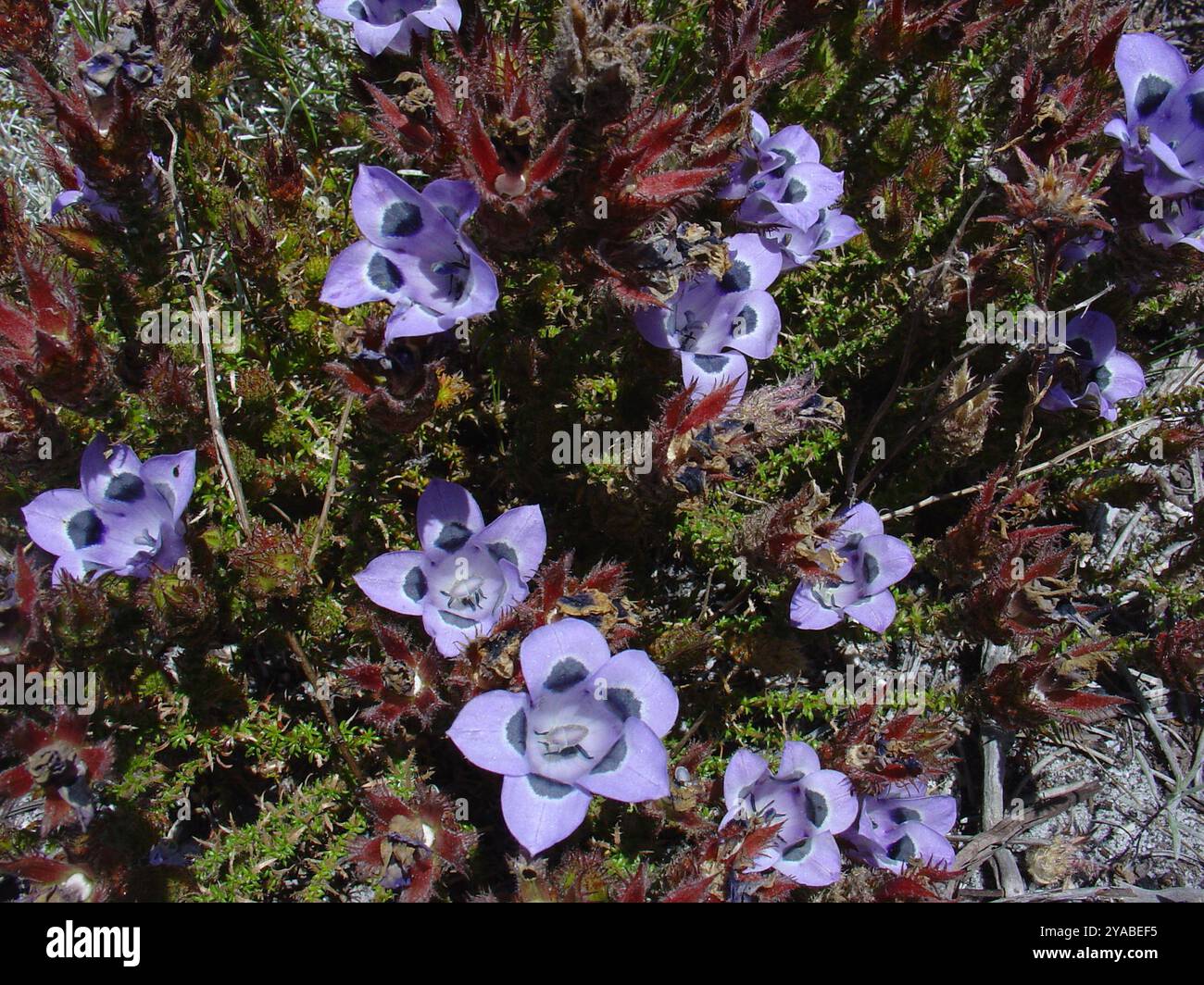 Blackrim hi-res stock photography and images - Alamy