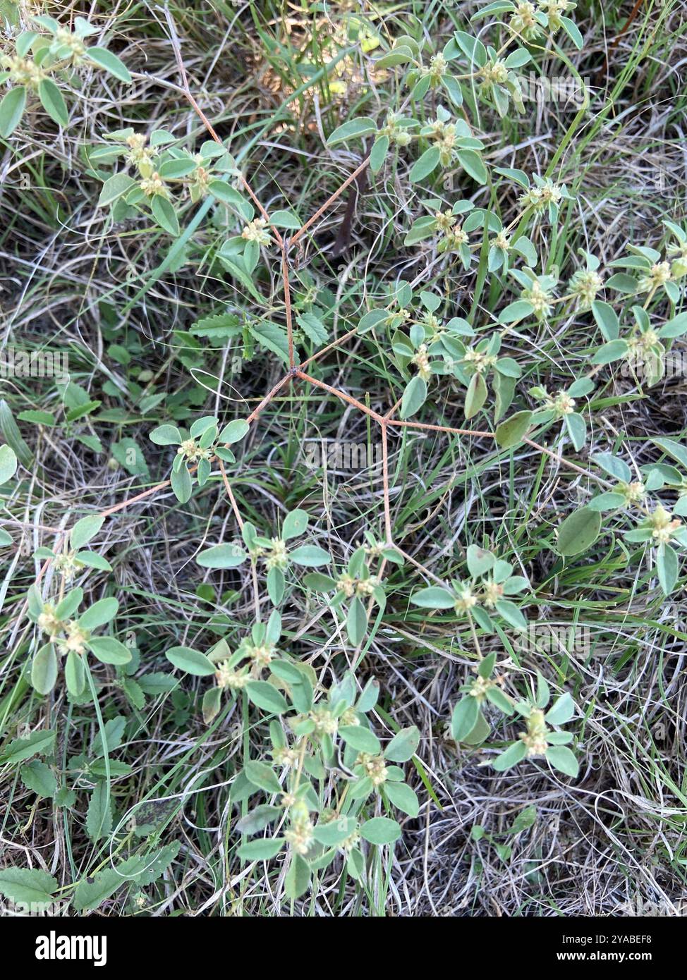 Prairie Tea (Croton monanthogynus) Plantae Stock Photo - Alamy