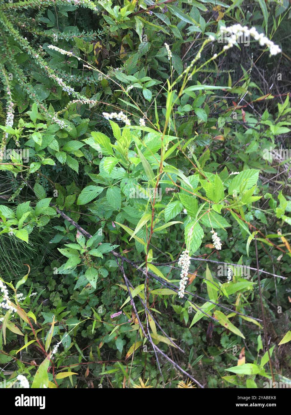 swamp smartweed (Persicaria hydropiperoides) Plantae Stock Photo - Alamy