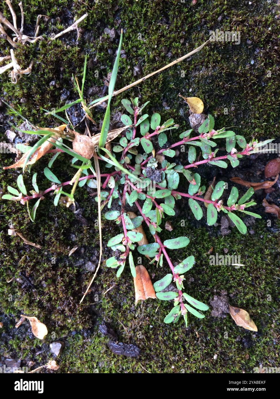 Spotted spurge (Euphorbia maculata) Plantae Stock Photo - Alamy