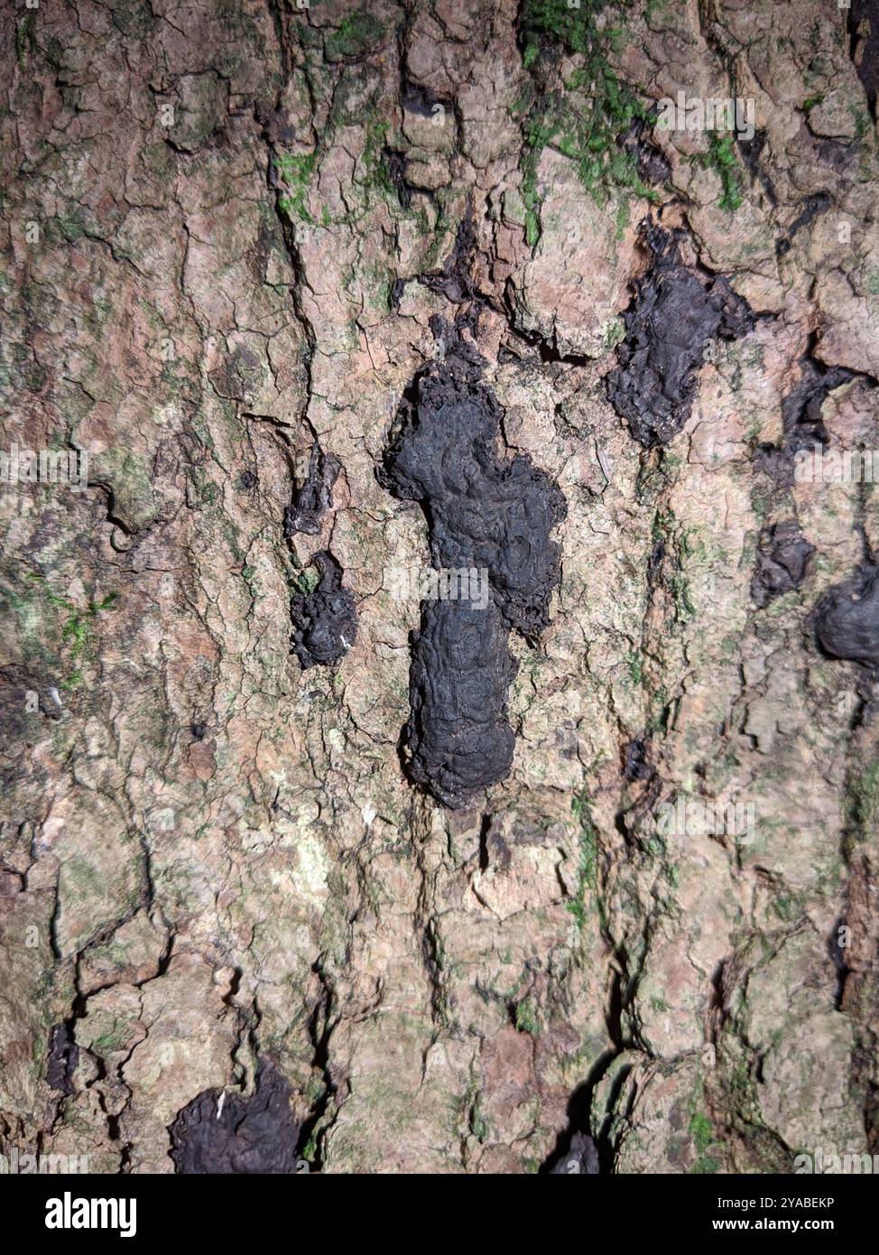 Brittle Cinder (Kretzschmaria deusta) Fungi Stock Photo - Alamy