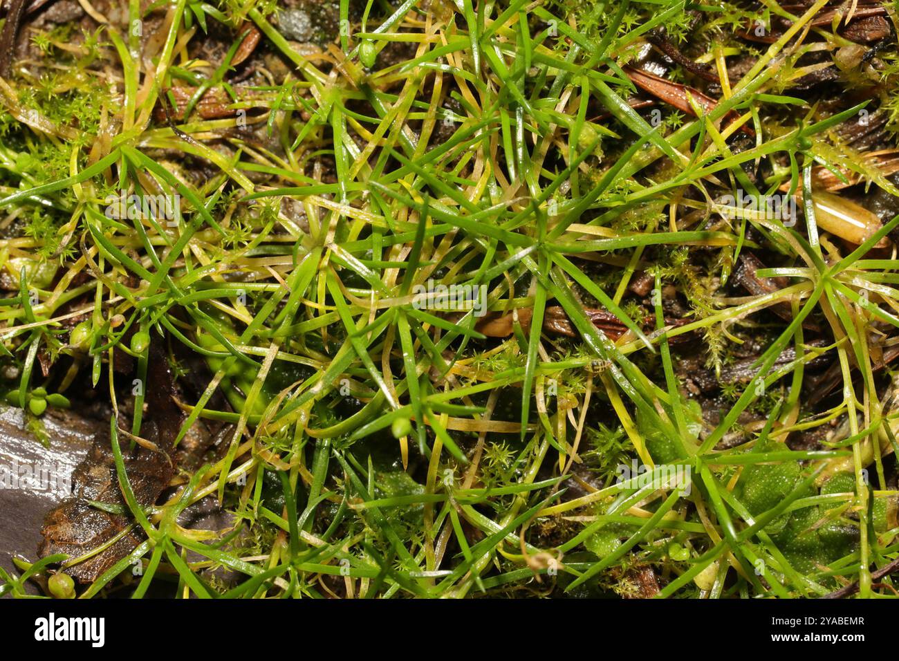 Procumbent Pearlwort (Sagina procumbens) Plantae Stock Photo - Alamy