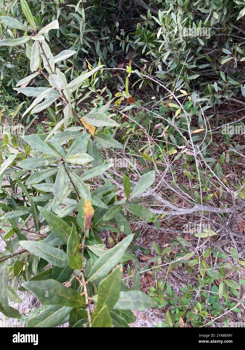 swamp laurel oak (Quercus laurifolia) Plantae Stock Photo - Alamy