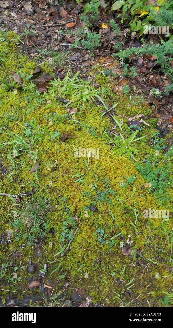 delicate fern moss (Thuidium delicatulum) Plantae Stock Photo - Alamy