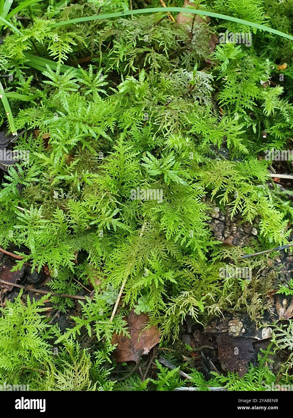 Common Tamarisk-moss (Thuidium tamariscinum) Plantae Stock Photo - Alamy