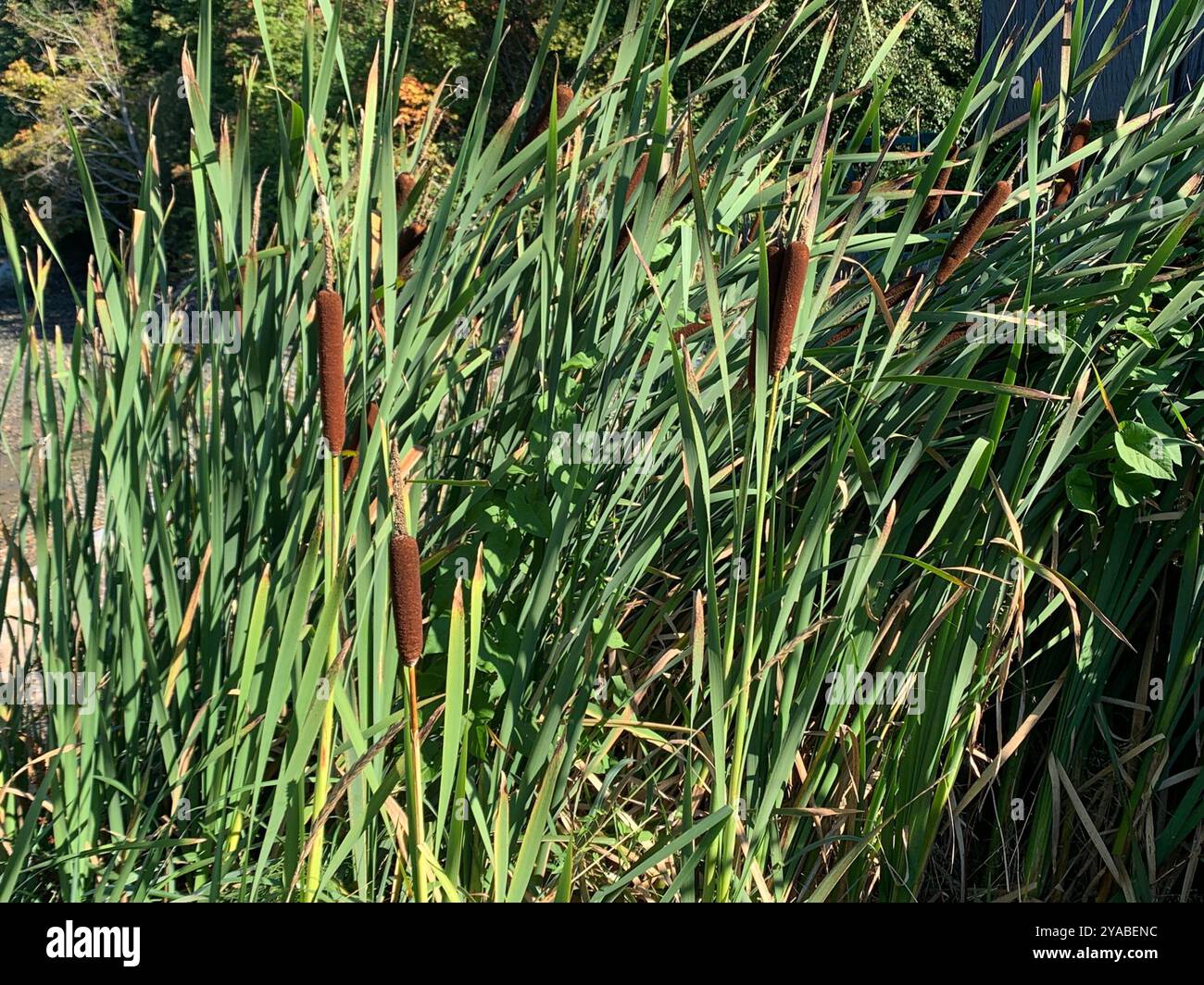 broadleaf cattail (Typha latifolia) Plantae Stock Photo - Alamy