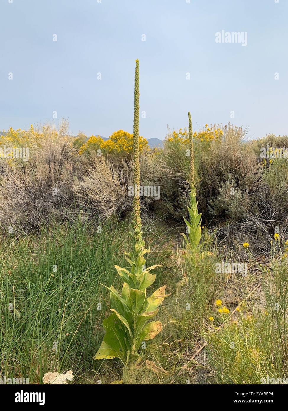 great mullein (Verbascum thapsus) Plantae Stock Photo - Alamy