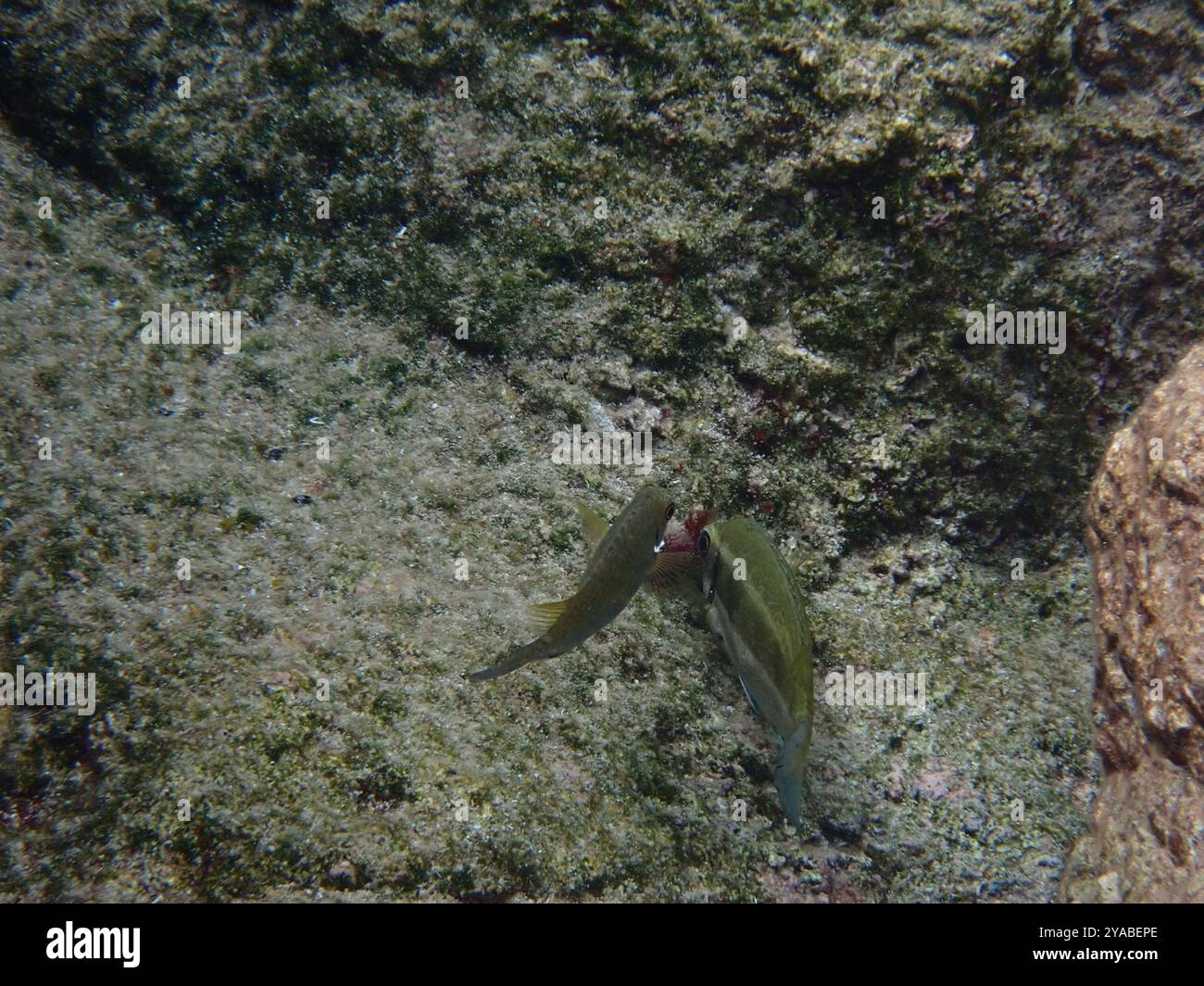 Dusky Spinefoot (Siganus luridus) Actinopterygii Stock Photo - Alamy