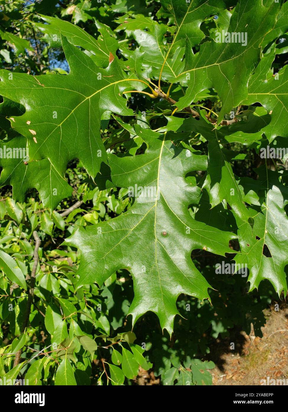 black oak (Quercus velutina) Plantae Stock Photo - Alamy