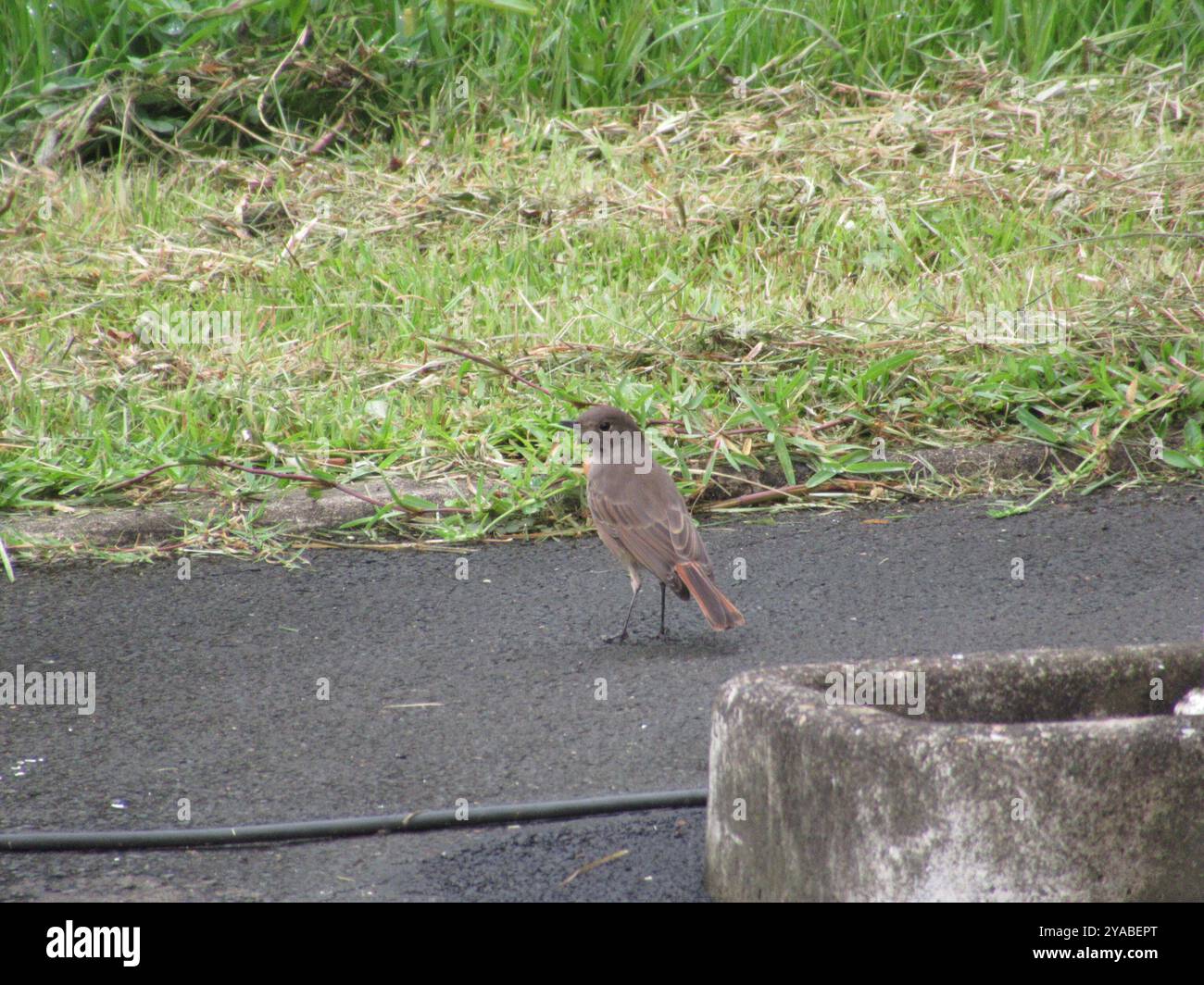 Familiar Chat (Oenanthe familiaris) Aves Stock Photo - Alamy