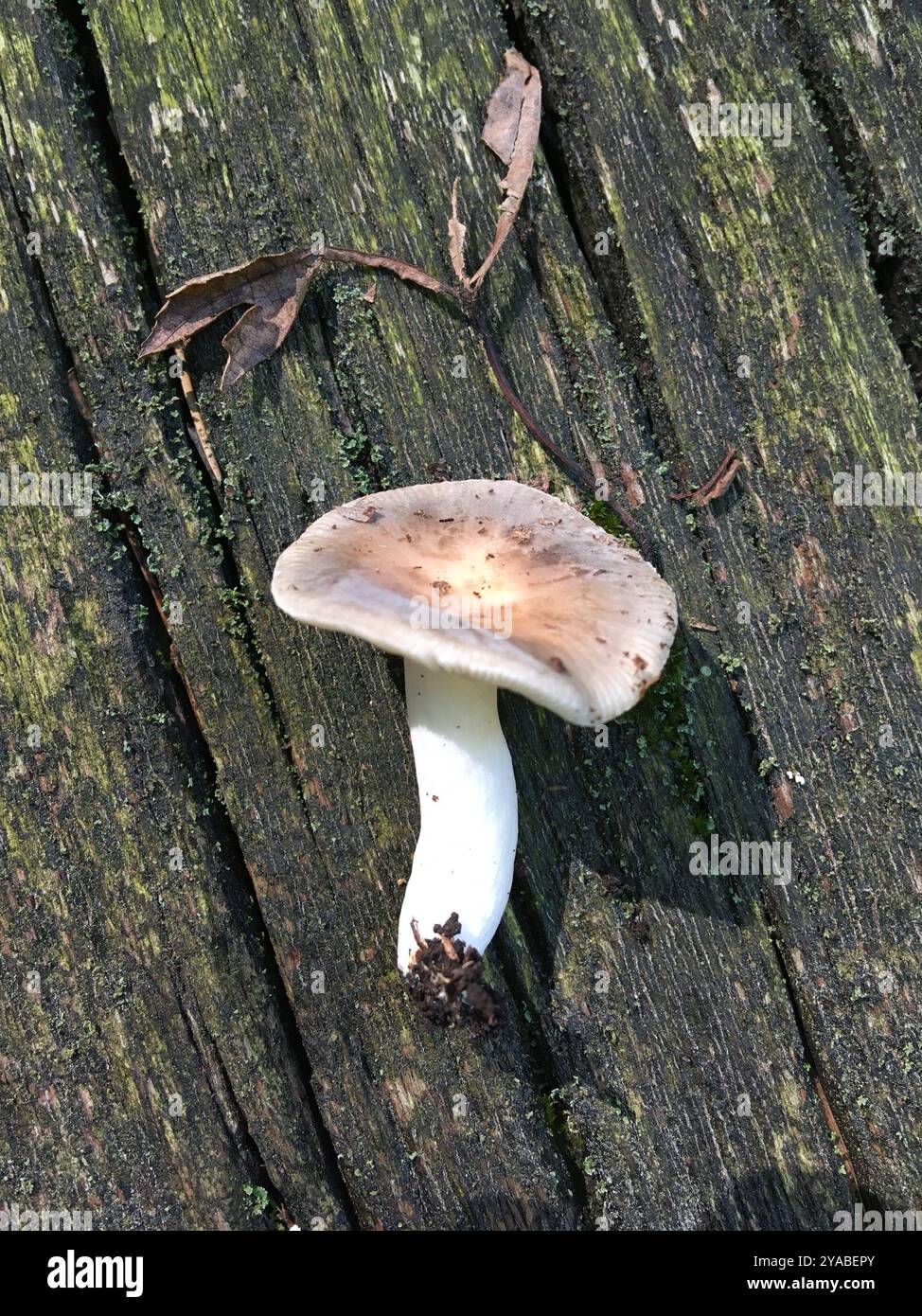 Modest Russula (Russula modesta) Fungi Stock Photo - Alamy