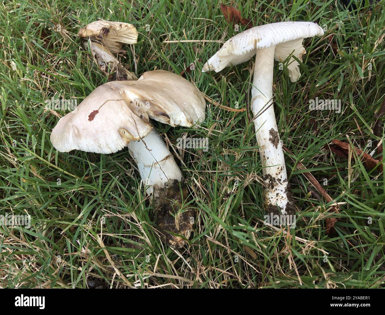 Hated Caesar (Amanita spreta) Fungi Stock Photo - Alamy