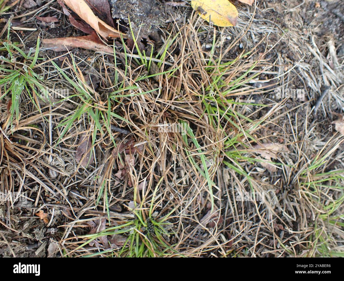 heath rush (Juncus squarrosus) Plantae Stock Photo - Alamy