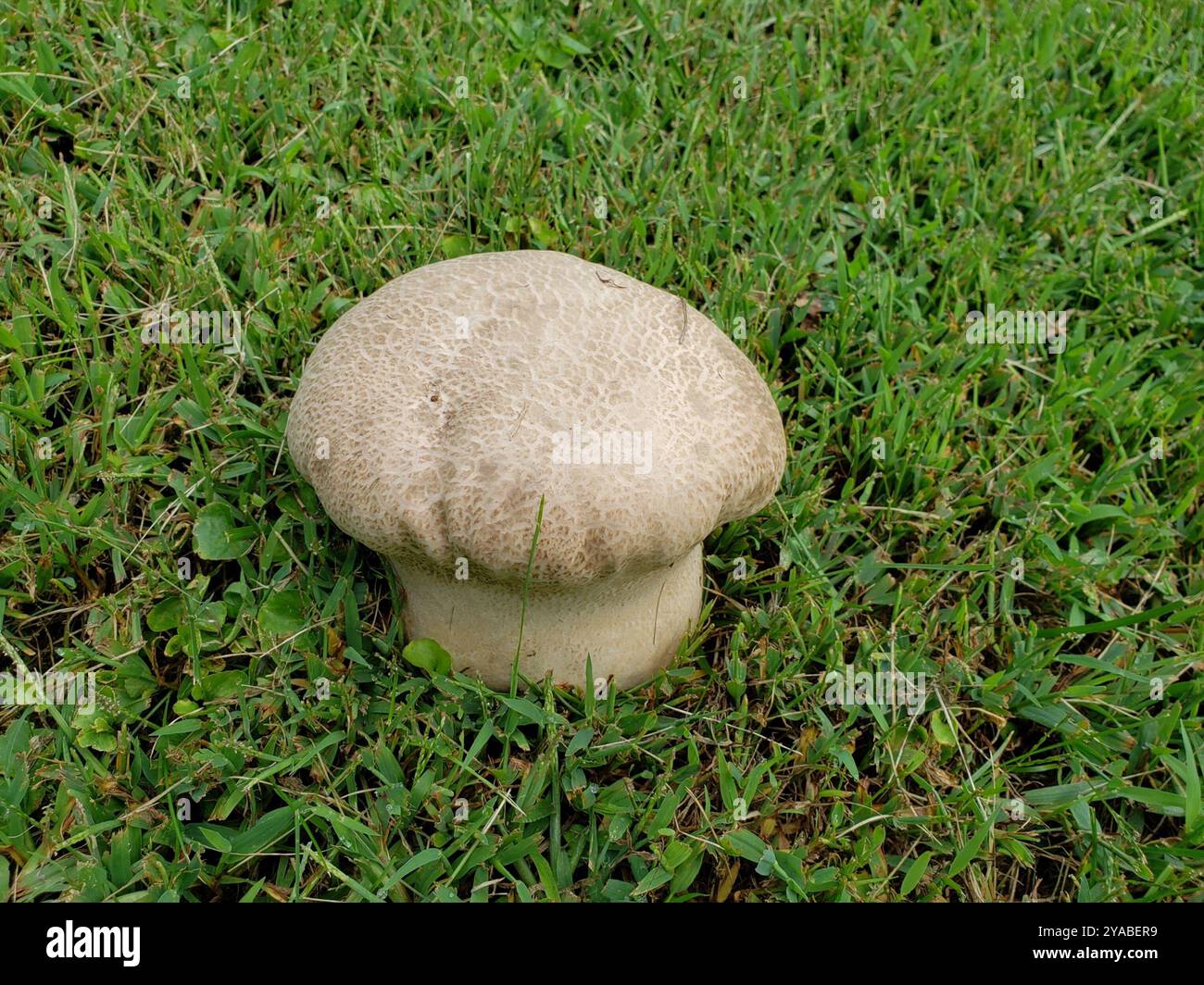 Purple-spored Puffball (Calvatia cyathiformis) Fungi Stock Photo - Alamy