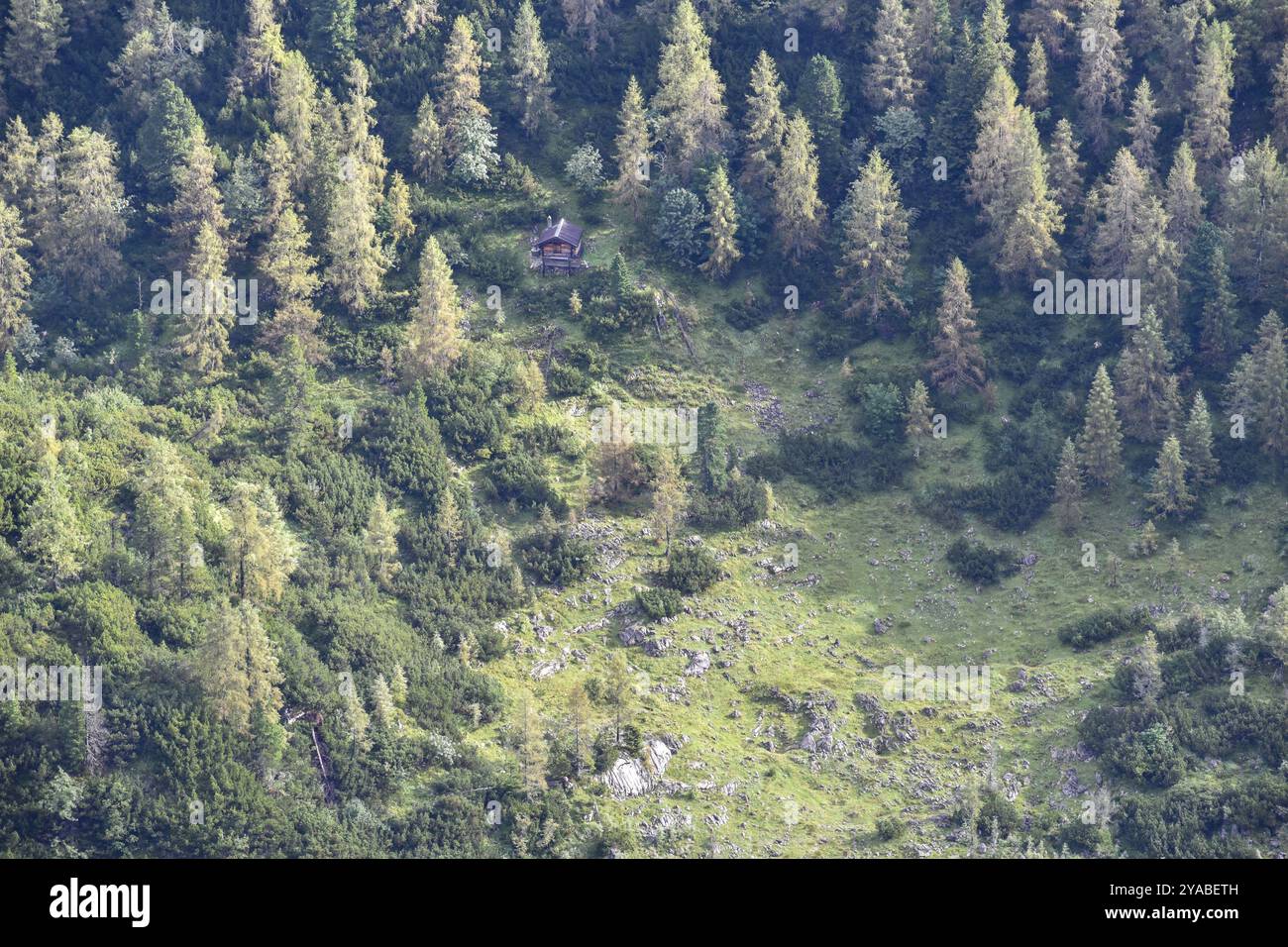 Deep view of a small wooden hut in the forest with larches, Swiss stone ...