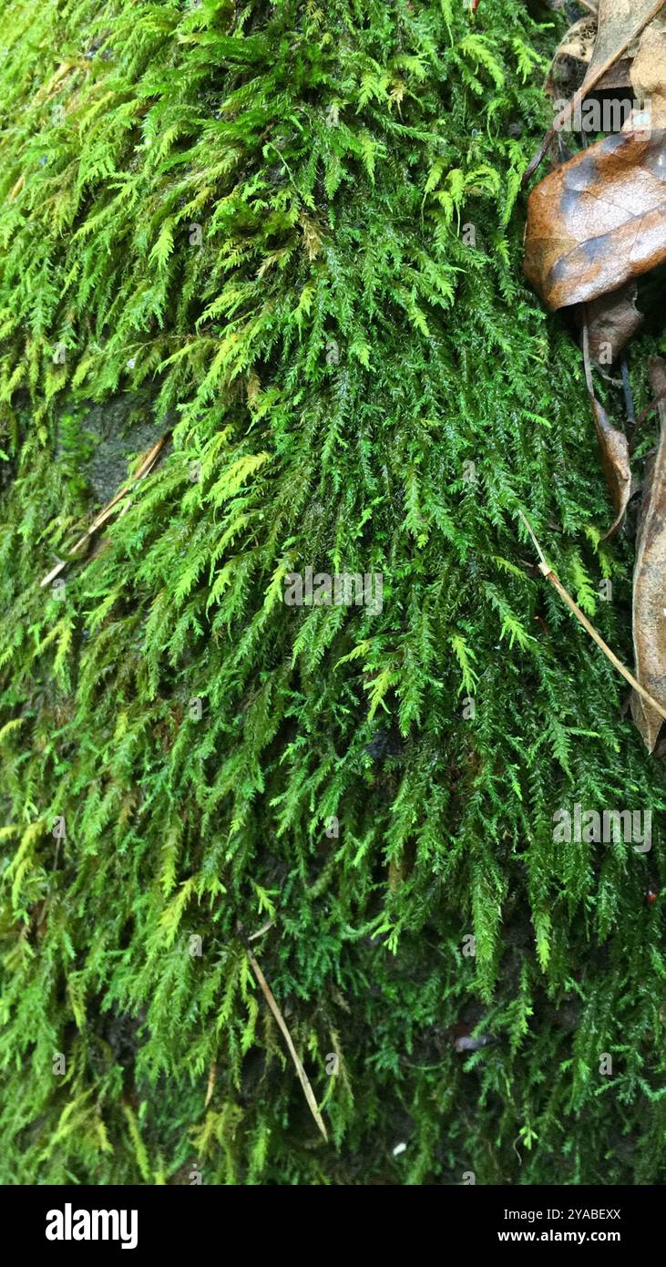 tree-skirt moss (Pseudanomodon attenuatus) Plantae Stock Photo - Alamy
