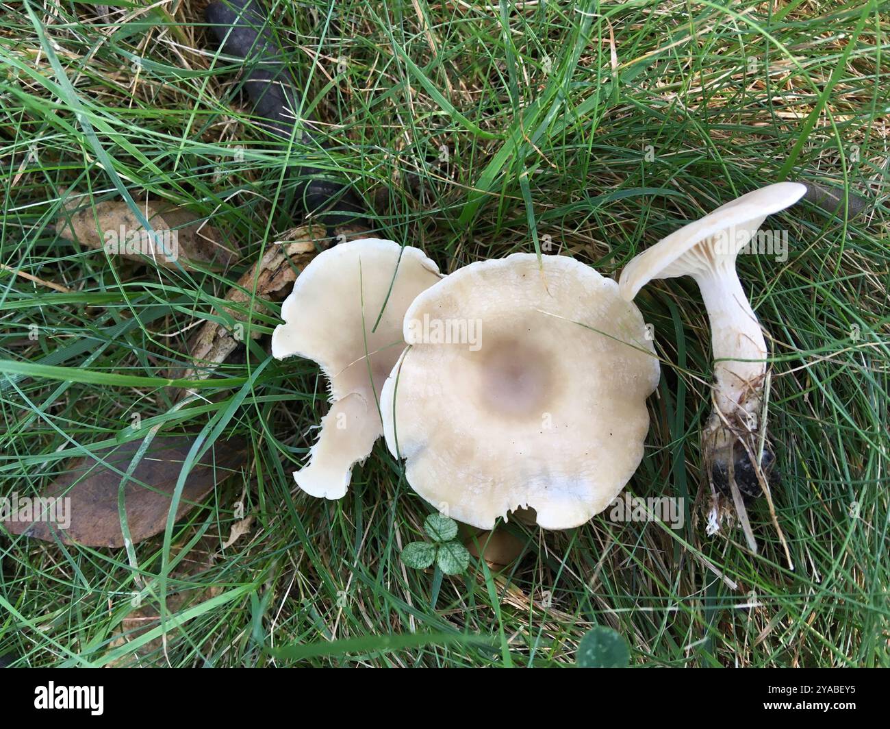 Rivulosa hi-res stock photography and images - Alamy