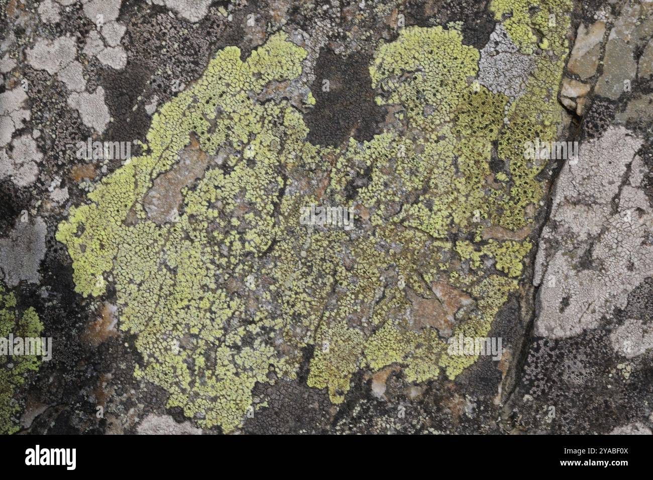 yellow map lichen (Rhizocarpon geographicum) Fungi Stock Photo - Alamy
