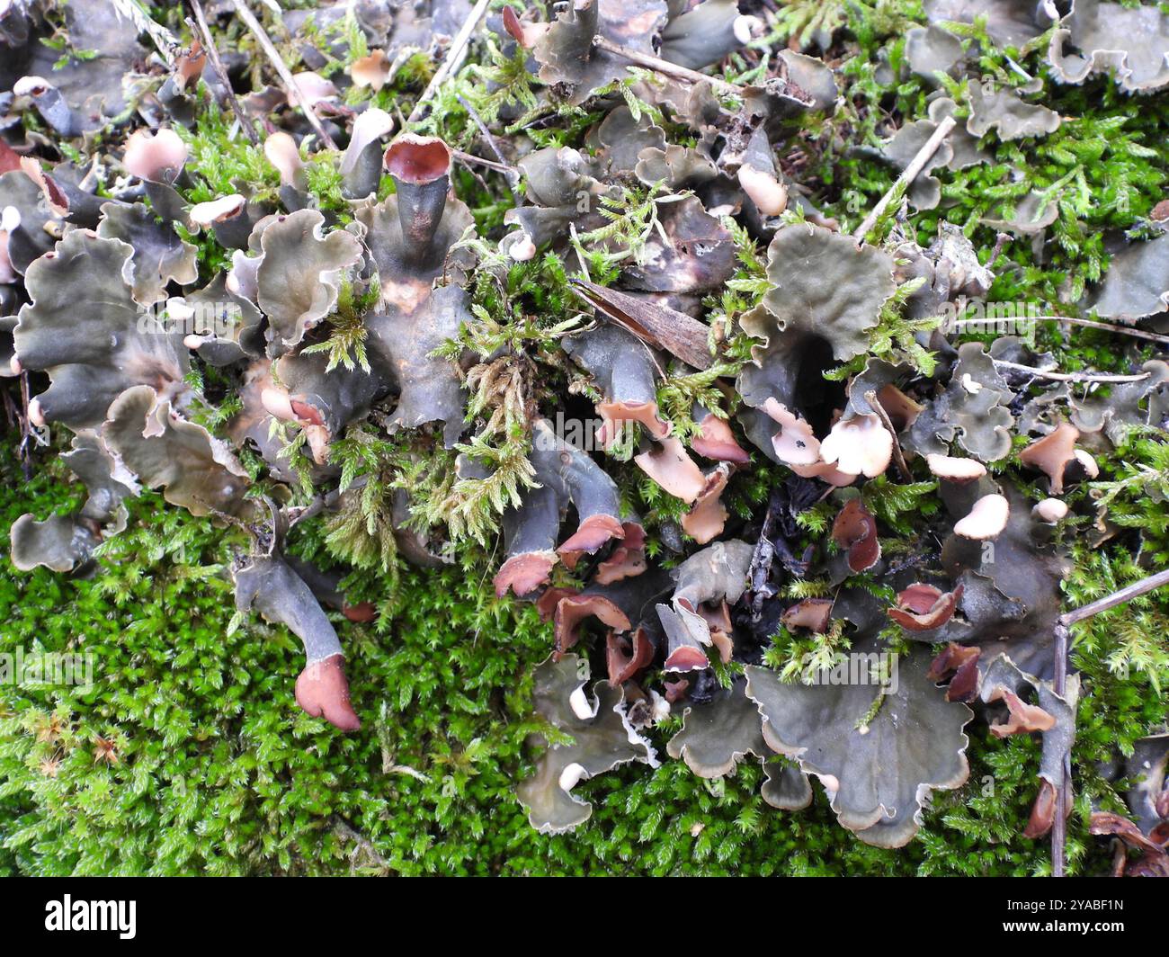 dog pelt lichen (Peltigera canina) Fungi Stock Photo - Alamy