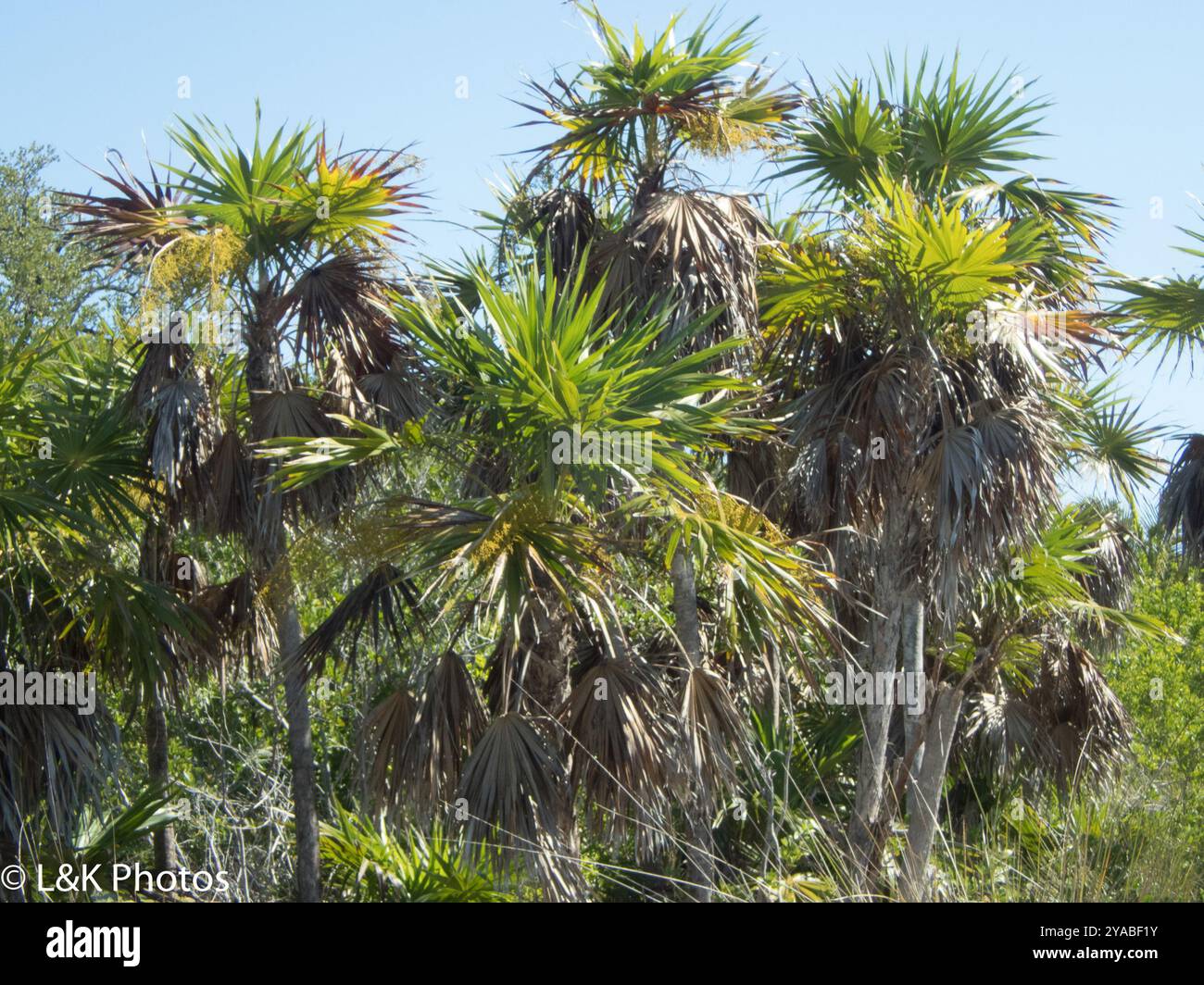 Florida Thatch Palm (Thrinax radiata) Plantae Stock Photo - Alamy