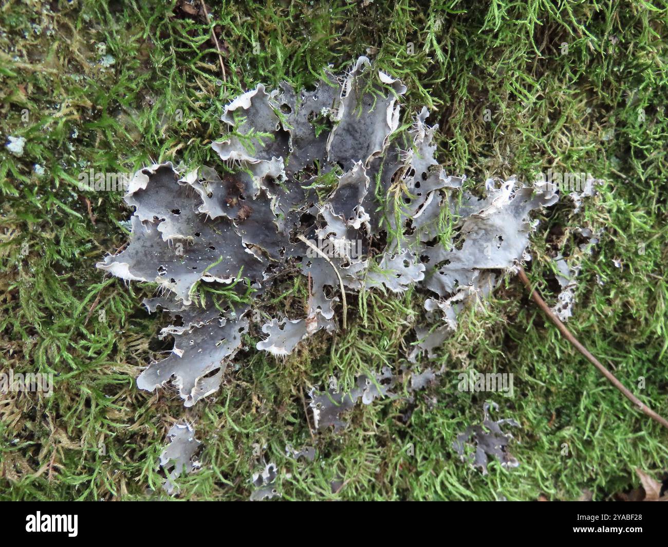 dog pelt lichen (Peltigera canina) Fungi Stock Photo - Alamy