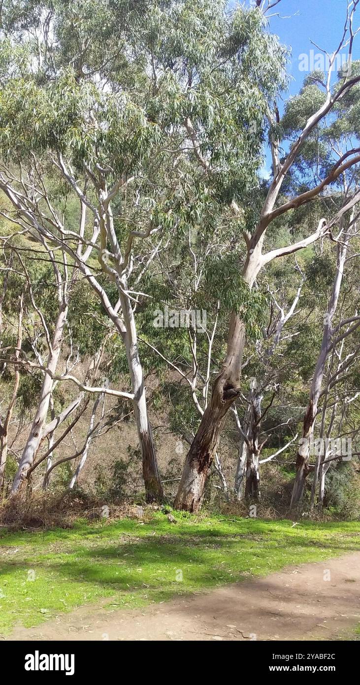 Manna gum (Eucalyptus viminalis viminalis) Plantae Stock Photo - Alamy