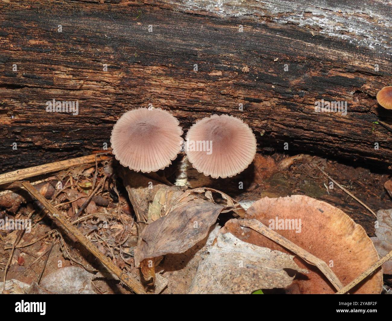 Bleeding Fairy Helmet (Mycena haematopus) Fungi Stock Photo - Alamy