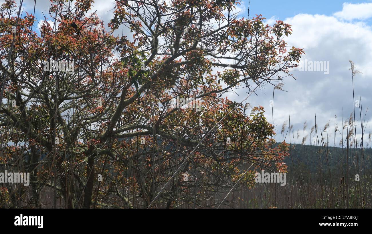 Red Currant-rhus (Searsia chirindensis) Plantae Stock Photo - Alamy