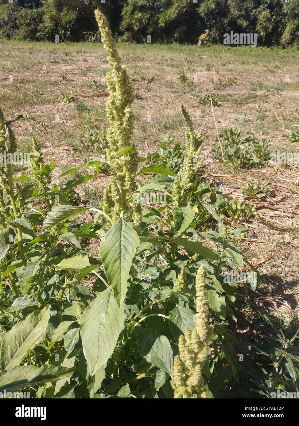 Redroot Amaranth (Amaranthus retroflexus) Plantae Stock Photo - Alamy