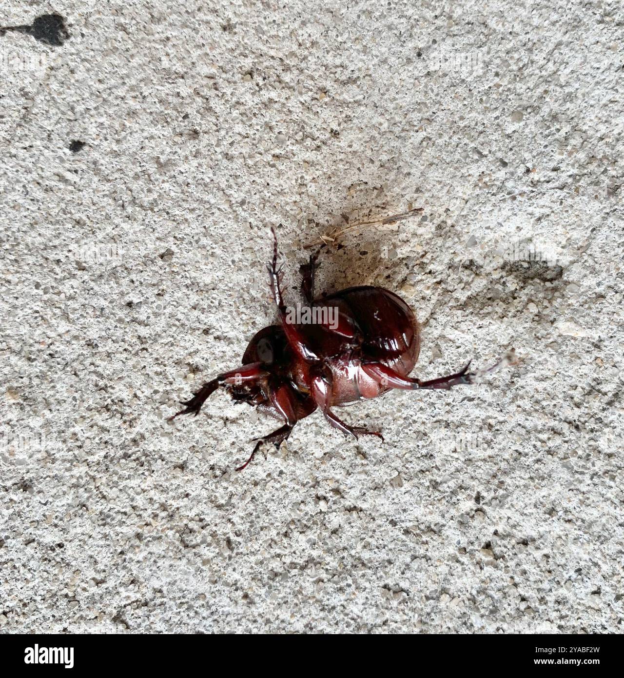 Ox Beetles (Strategus) Insecta Stock Photo - Alamy