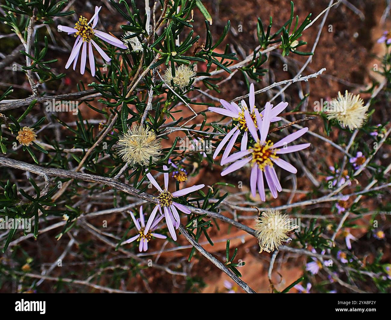 Fine Felicia (Felicia filifolia) Plantae Stock Photo - Alamy