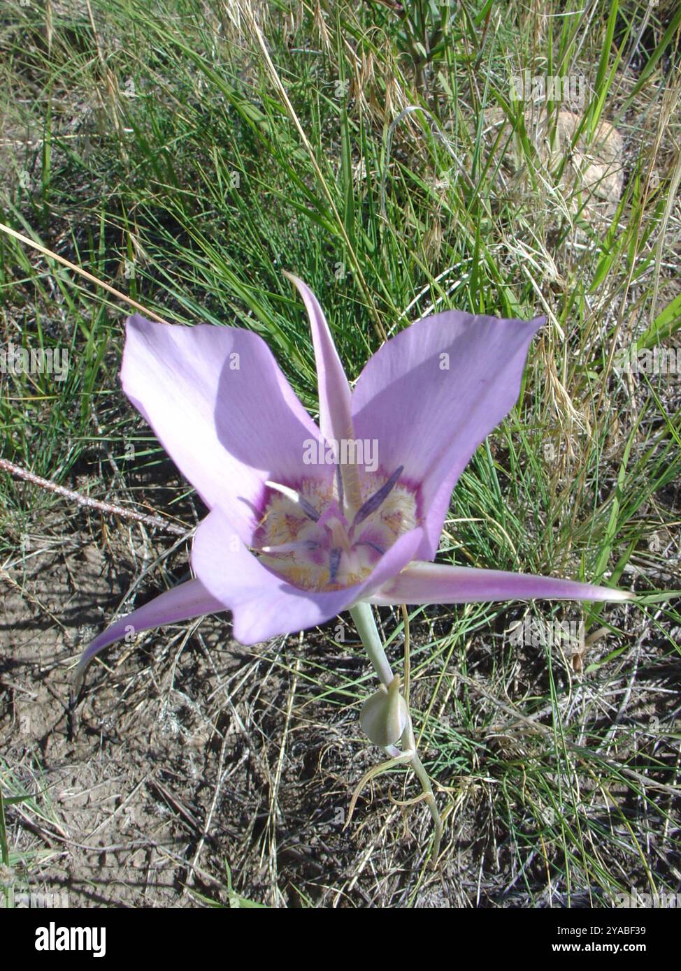 Sagebrush Mariposa Lily (Calochortus macrocarpus) Plantae Stock Photo ...