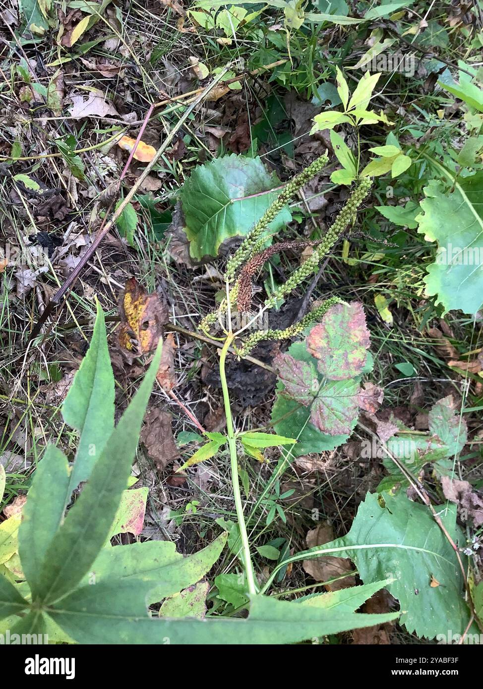 Culver's root (Veronicastrum virginicum) Plantae Stock Photo - Alamy
