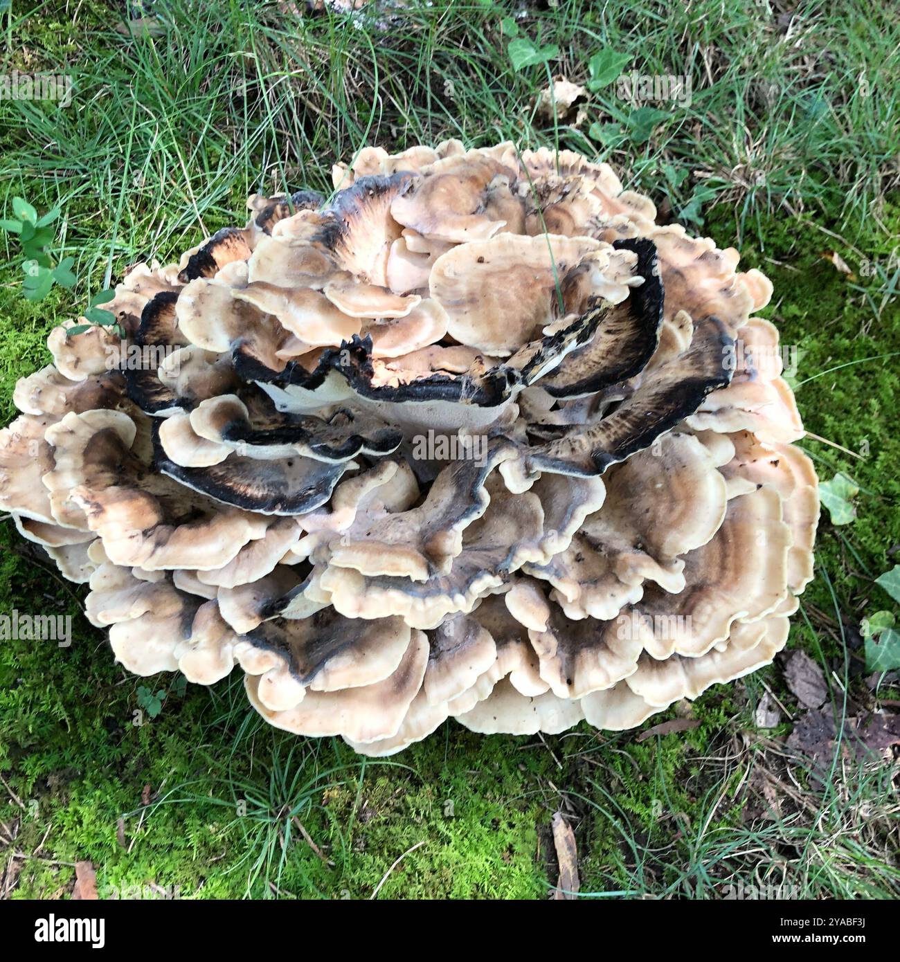 Black-staining Polypore (Meripilus sumstinei) Fungi Stock Photo - Alamy